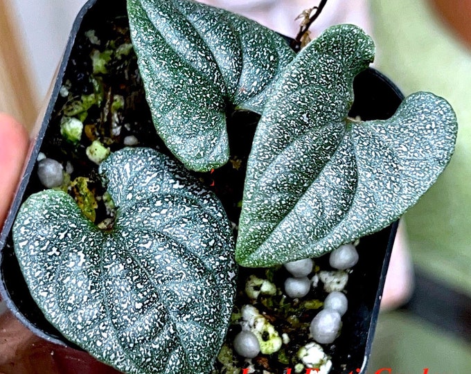 Piper Sp. Silver Flecks, Terrarium Culture, RARE #a - Etsy