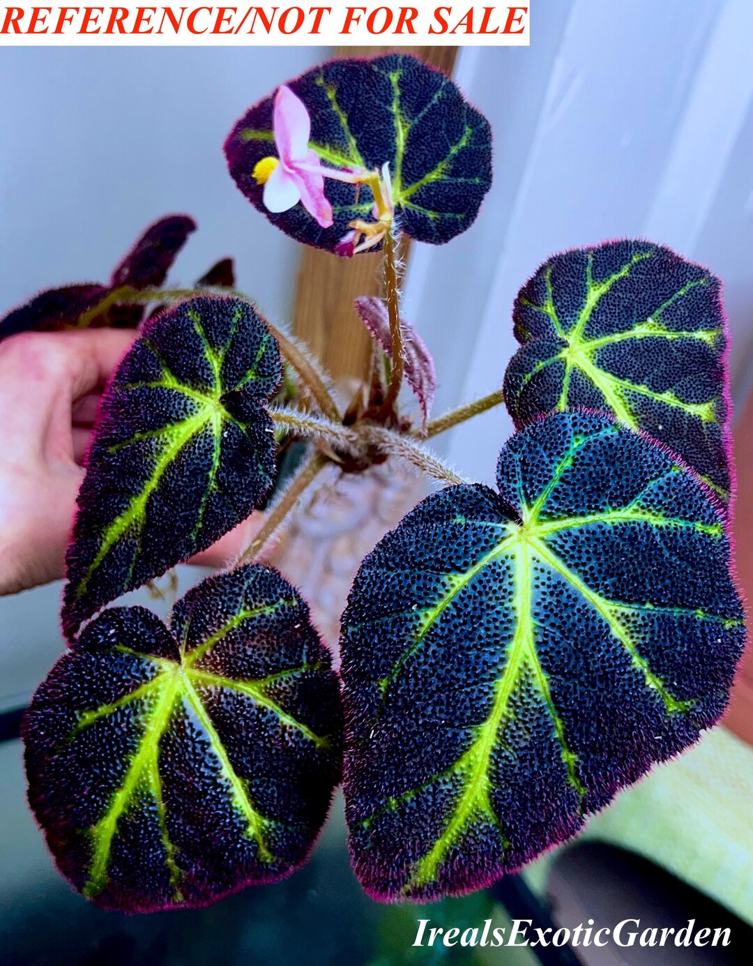 Begonia Sp.decora, Terrarium Culture - Etsy