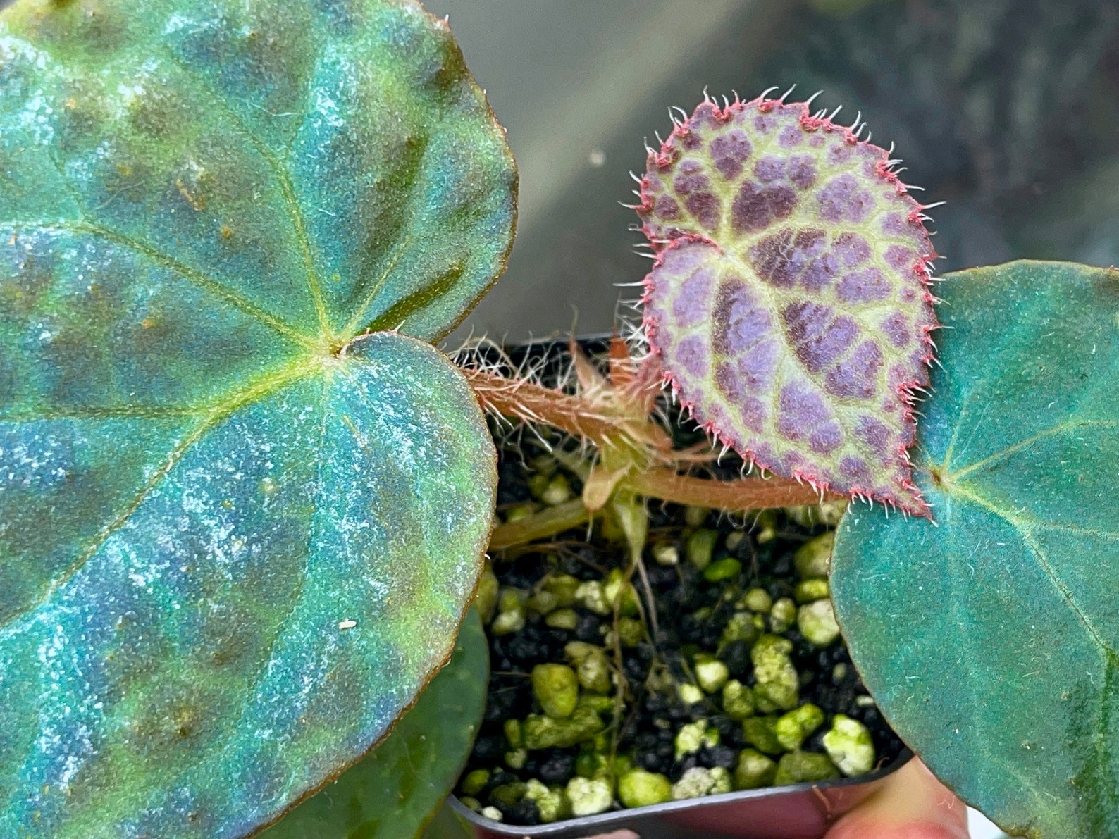 Begonia rockii iridescent species terrarium cultureSUPER | Etsy