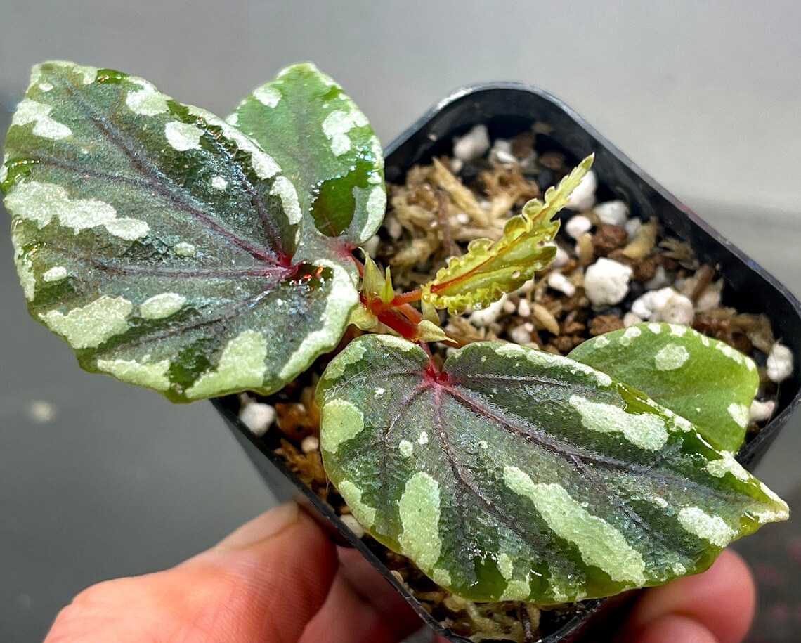 Begonia penrissenensis terrarium culture SUPER RARE1 | Etsy