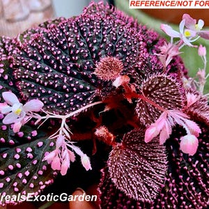 Begonia Ocellata X Begonia Baik, for Terrarium Only 3/17 - Etsy