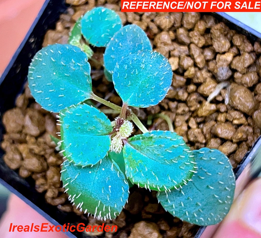 Sarcopyramis Sp. Parvifolia,iridescent Foliage, Terrarium Culture, - Etsy