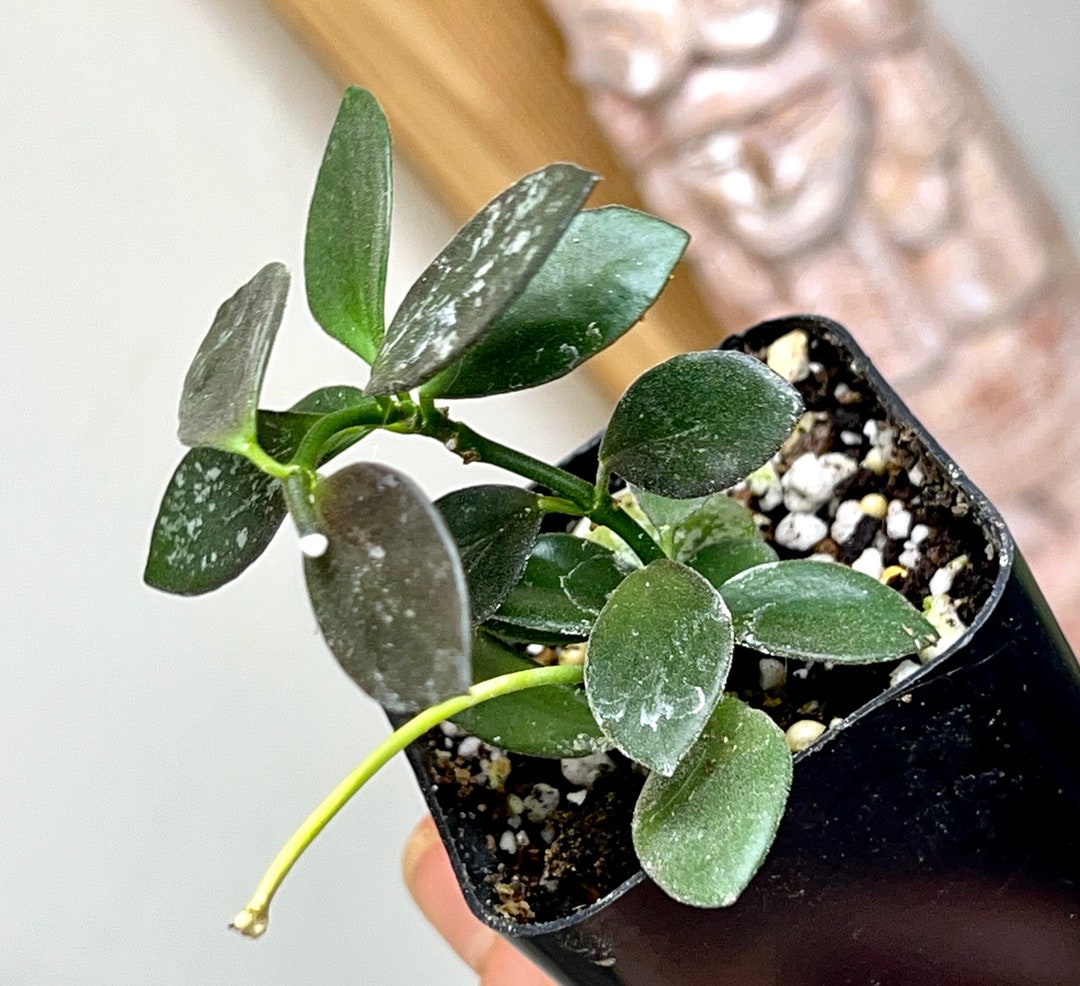 Hoya Collina IR26 Silver Splasha1 - Etsy