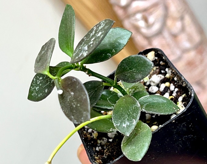 Hoya Collina IR-26 - Etsy
