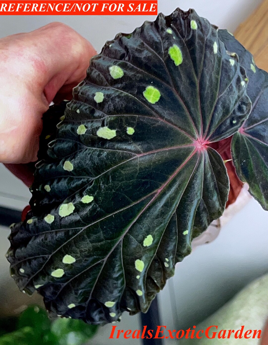 Begonia Sp. Atricha, Terrarium Culture, VERY Rare1a /53 - Etsy