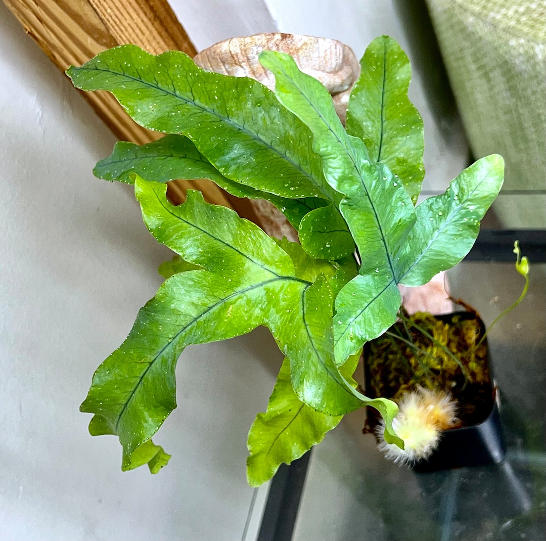 Fern Sp.terrarium Culture 1 - Etsy