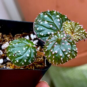 Begonia Ocellata, Terrarium Culture, VERY RARE 1 - Etsy