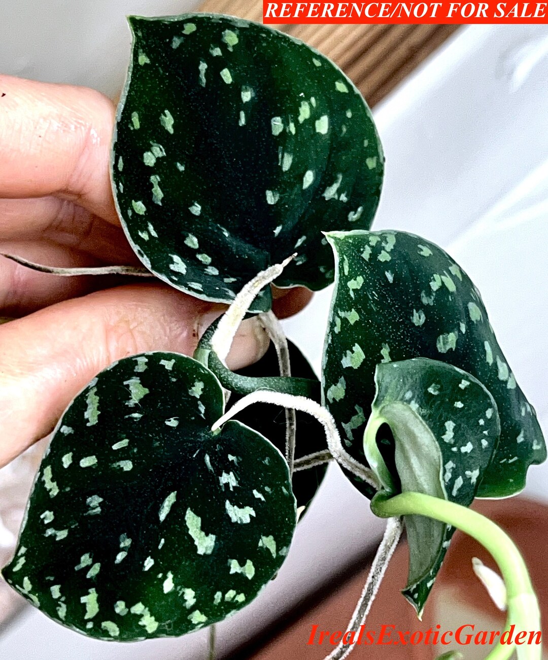 Scindapsus Sp. DARK FORM RARE 1a - Etsy