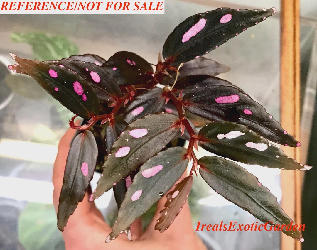 Begonia Julau Type 2, FOR TERRARIUM ONLY! - Etsy