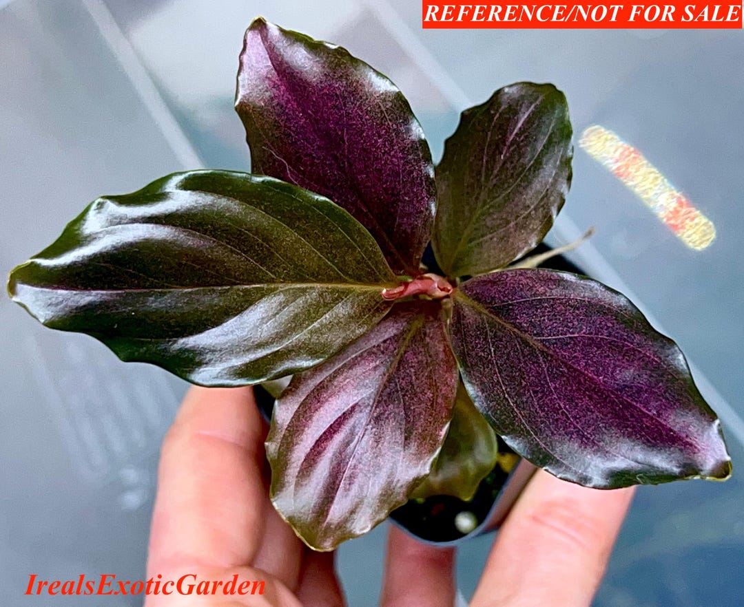 Rhodospatha Sp. “red Metallic”, Terrarium Culture, VERY RARE! #1/35 - Etsy