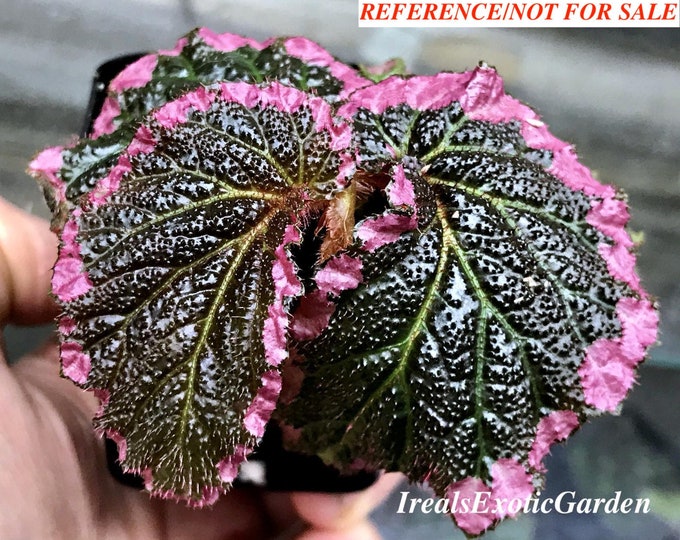 Begonia "u012" (3 Stems), Terrarium Culture,rare#1 - Etsy