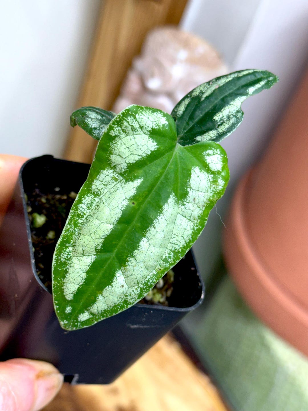 Piper Sp.borneo, Terrarium Culture, RARE #L3/52 - Etsy