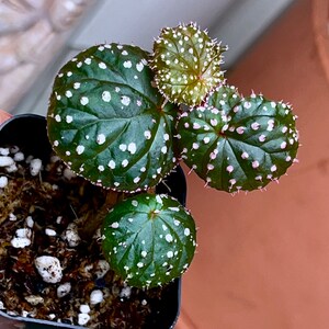 Begonia Ocellata, Terrarium Culture, VERY RARE 1 - Etsy