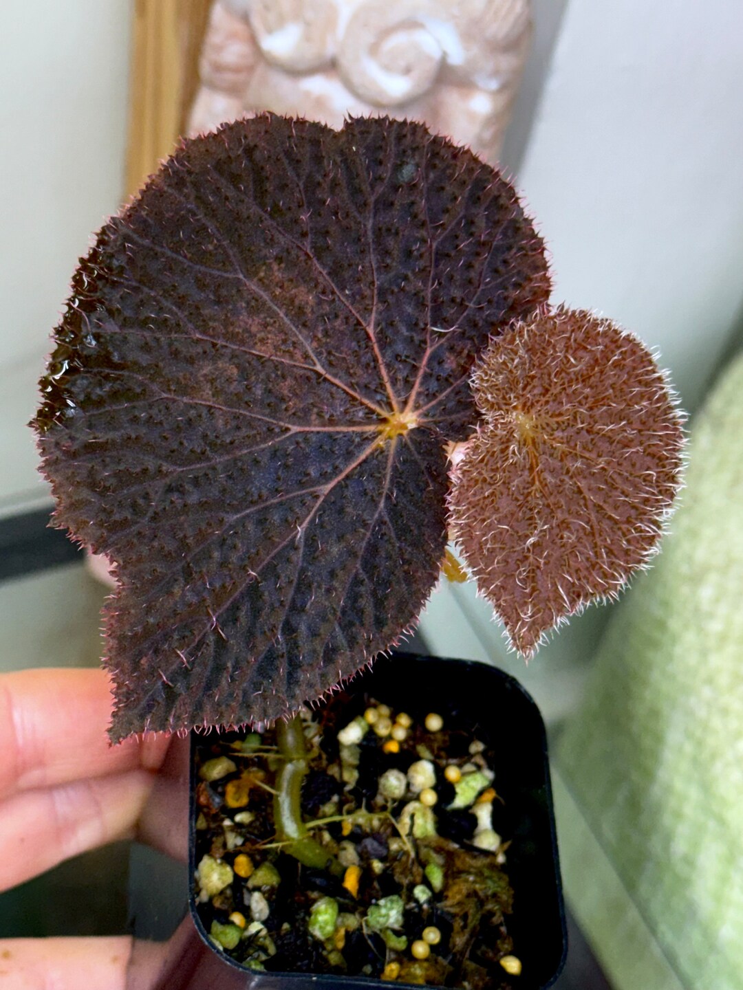 Begonia Baik, Terrarium Culture, RARE#1/34 - Etsy