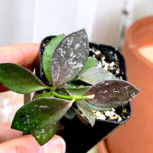 Hoya Collina IR26 Silver Splasha1 - Etsy
