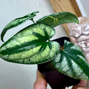Piper Sp.borneo Terrarium Culture RARE 1 - Etsy