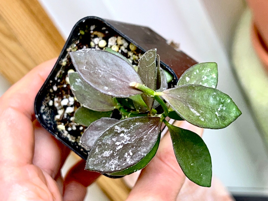 Hoya Collina IR26 Silver Splasha1 - Etsy