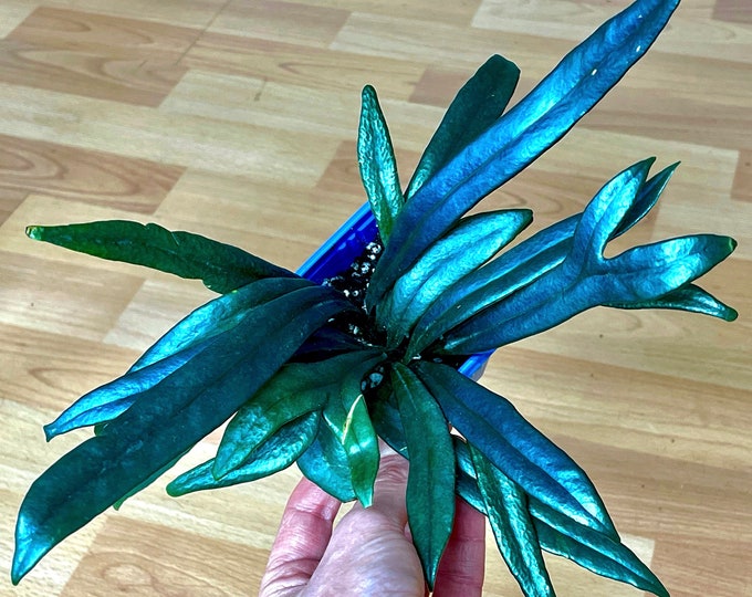Blue Oil Fern (microsorum Thailandicum ), Iridescent Foliage, Terrarium ...