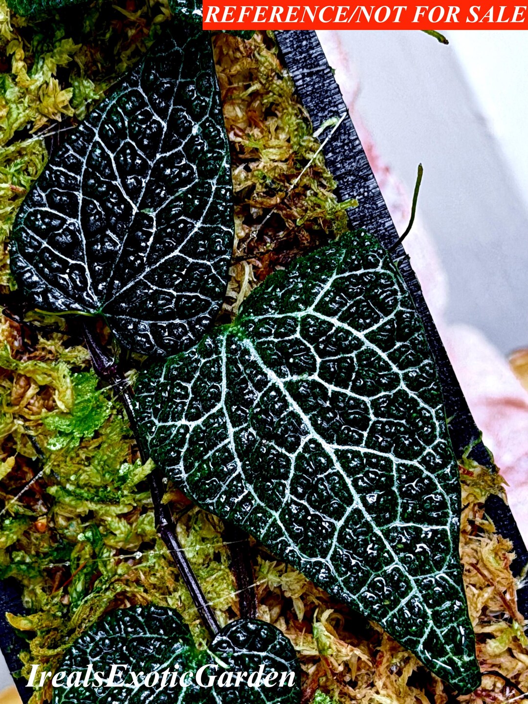 Piper Sp.borneo,bullate Foliage, for Terrarium Only! RARE - Etsy