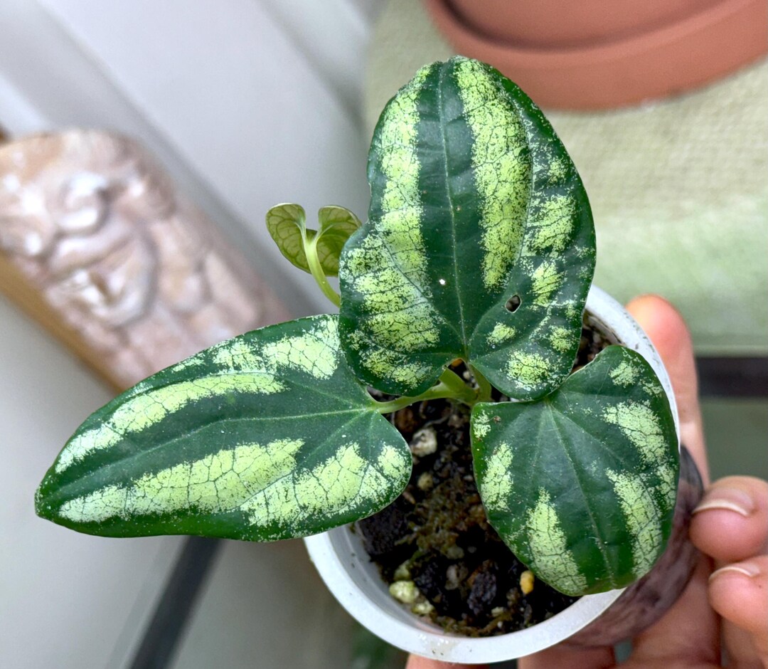Piper Sp.borneo, Terrarium Culture, RARE L/39 - Etsy