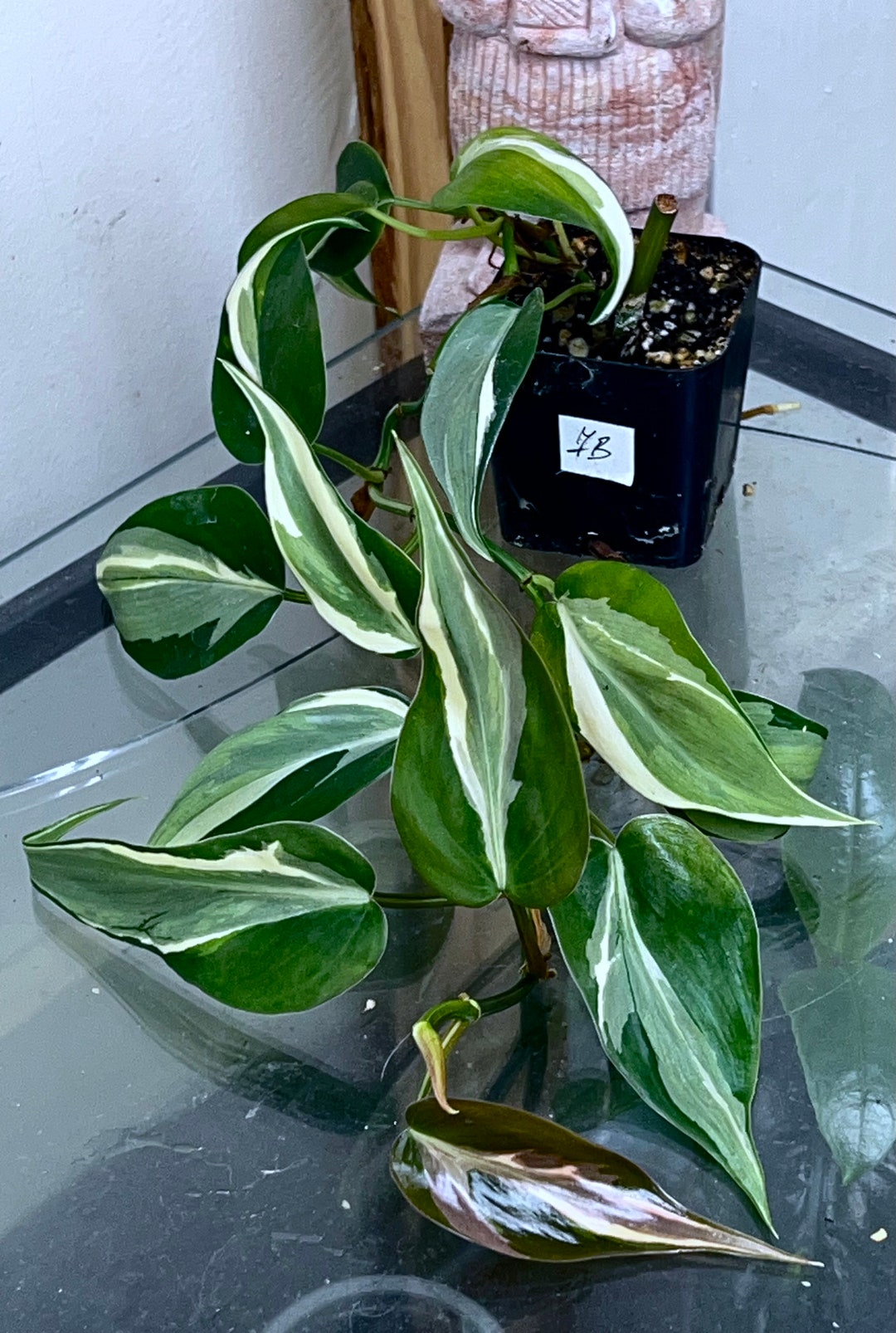 Philodendron Rio, Rooted Plant7b - Etsy