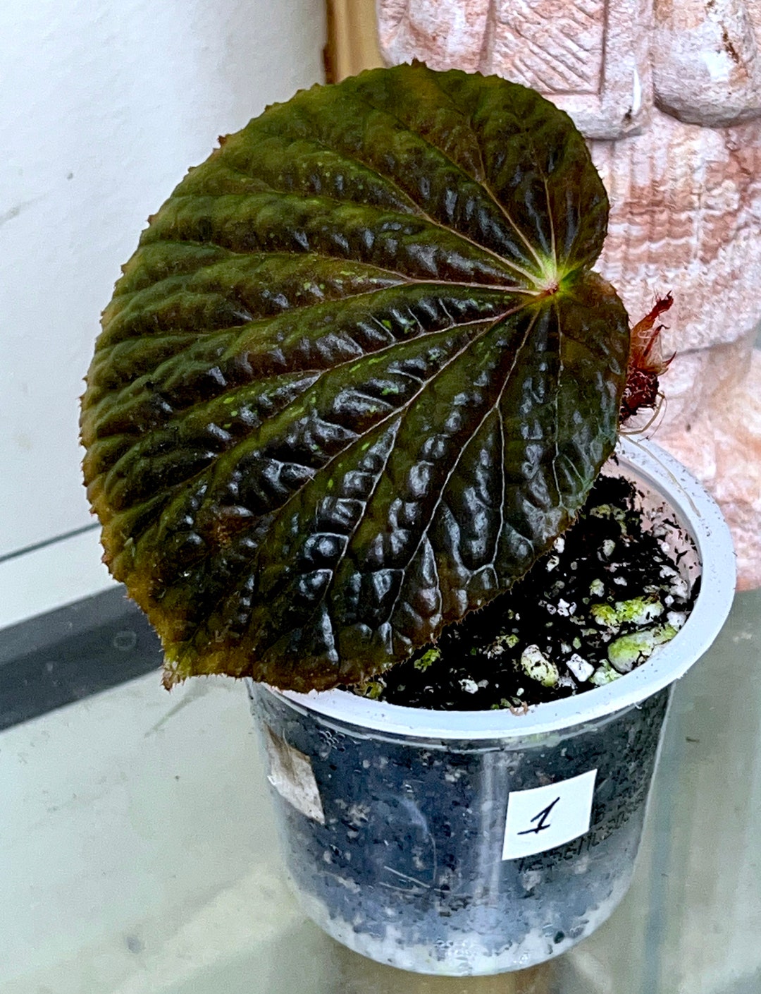 Begonia Aketajawensis Dark Form RARE1 - Etsy