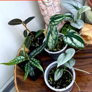 Scindapsus Sp. SUPER SILVER! RARE! - Etsy