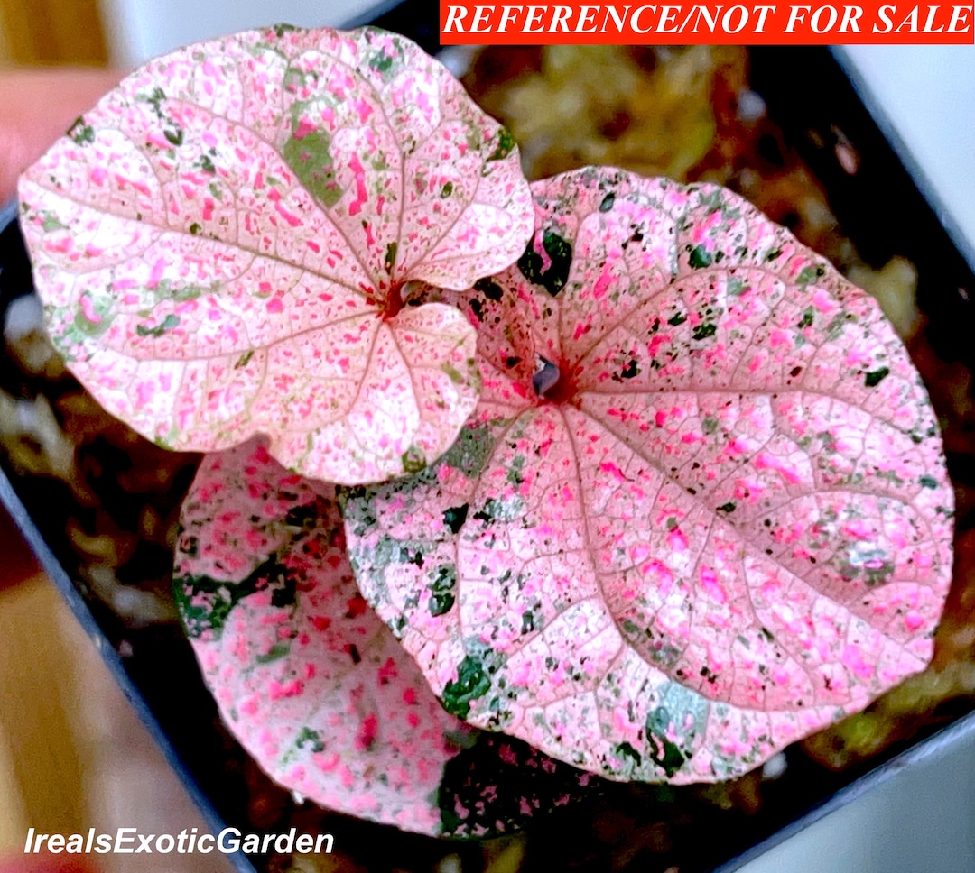 REVERTED Piper Sp.papua Pink Variegated(photos 2-6th), SUPER RARE #3 - Etsy