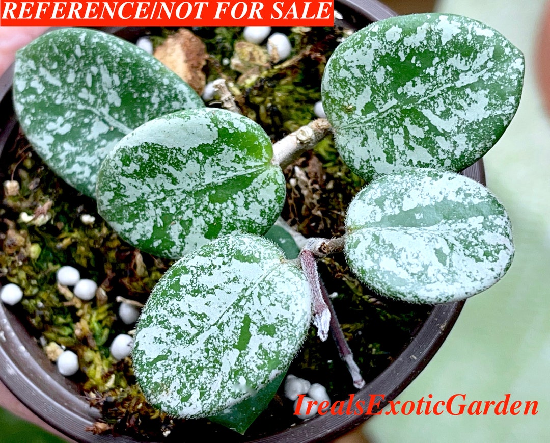 Hoya Mathilde Super Splashs1 - Etsy