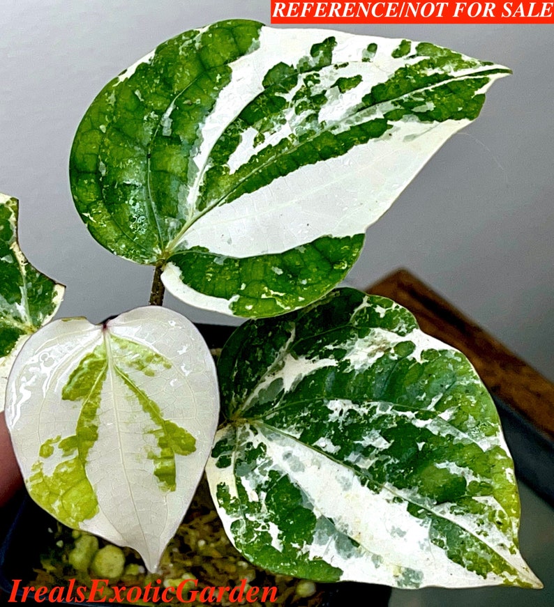 Highly Variegated Piper sp. rooted cutting terrarium culture | Etsy