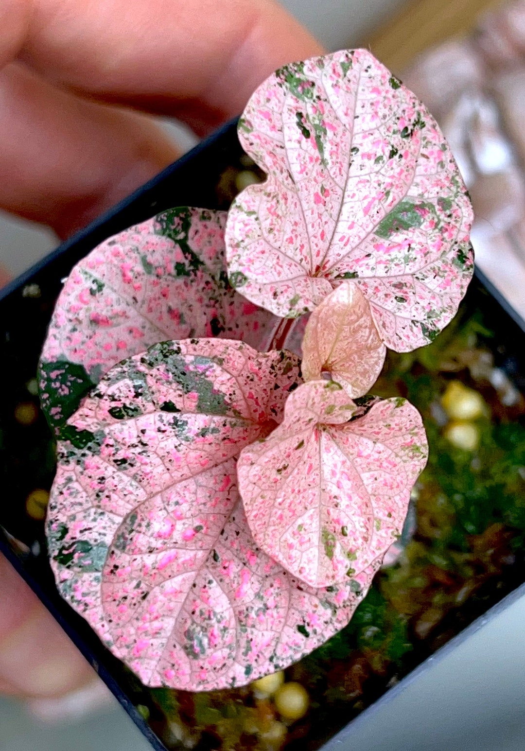 Piper Sp.papua Pink HIGHLY Variegated Terrarium Culture RARE - Etsy