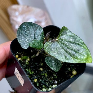Piper Sp. Silver Flecks,terrarium Culture, RARE 1C - Etsy