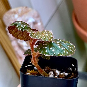 Begonia Ocellata, Terrarium Culture, VERY RARE 1 - Etsy