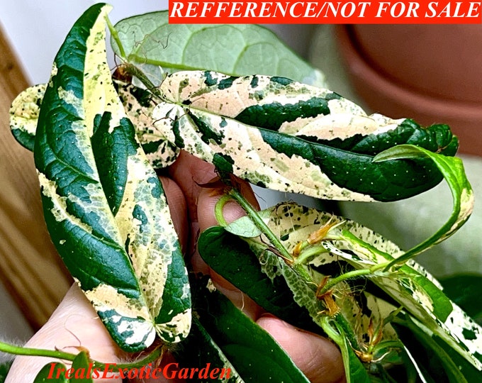 Ficus Sagittata Variegated, SUPER RARE! #3a - Etsy