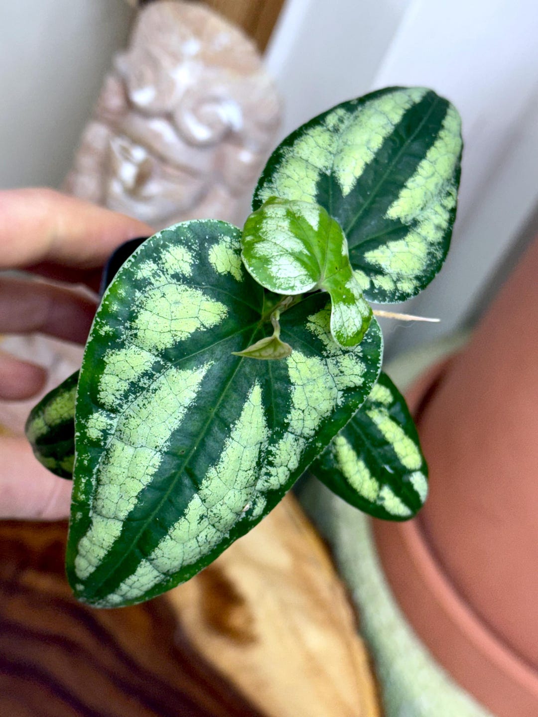 Piper Sp.borneo, Terrarium Culture, RARE #L4/52 - Etsy