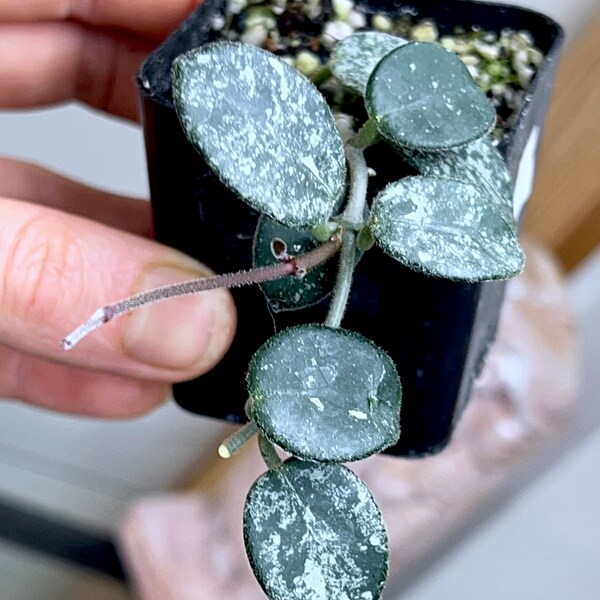 Hoya Mathilde - Etsy