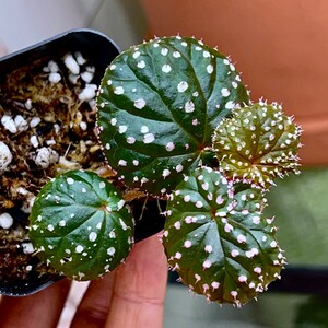 Begonia Ocellata, Terrarium Culture, VERY RARE 1 - Etsy