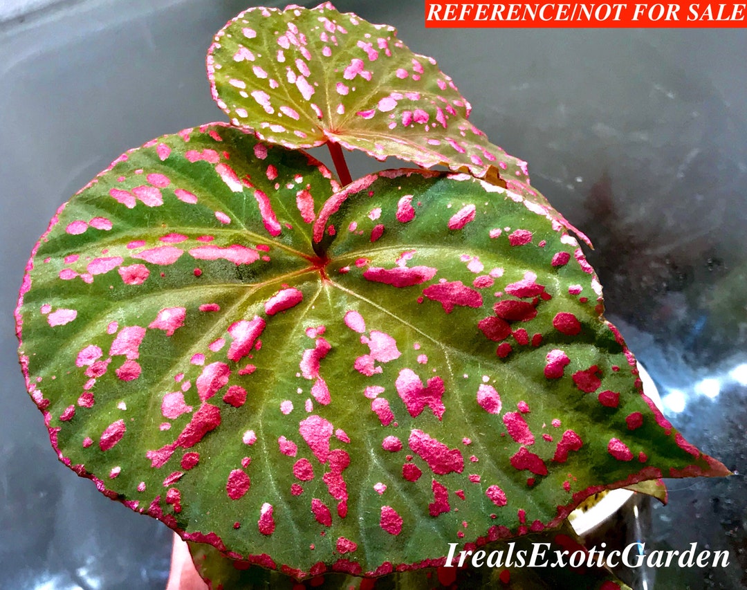 Begonia Roseopunctata Spotted Form, Terrarium Only!, RARE #G/V - Etsy
