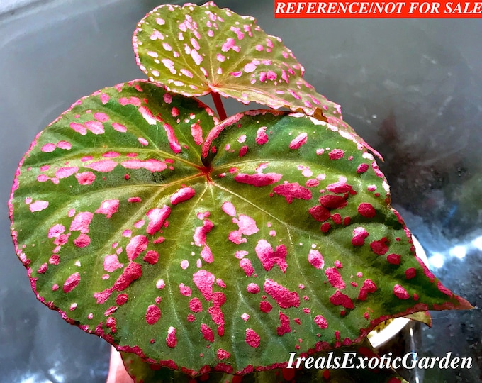 Begonia Roseopunctata Spotted Form, Terrarium Culture, RARE #2 - Etsy