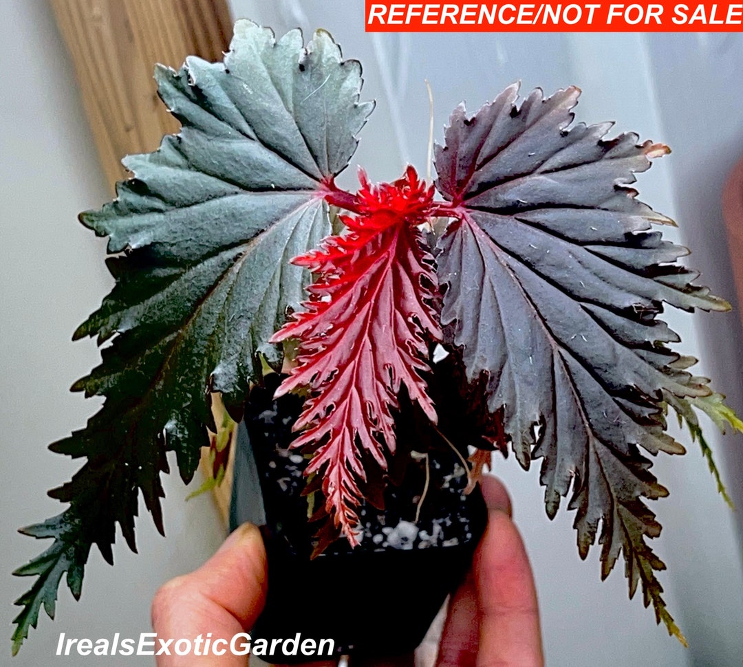 Begonia Sp.miri, Papua New Guinea, Terrarium Culture, VERY Rare#1a/3 - Etsy
