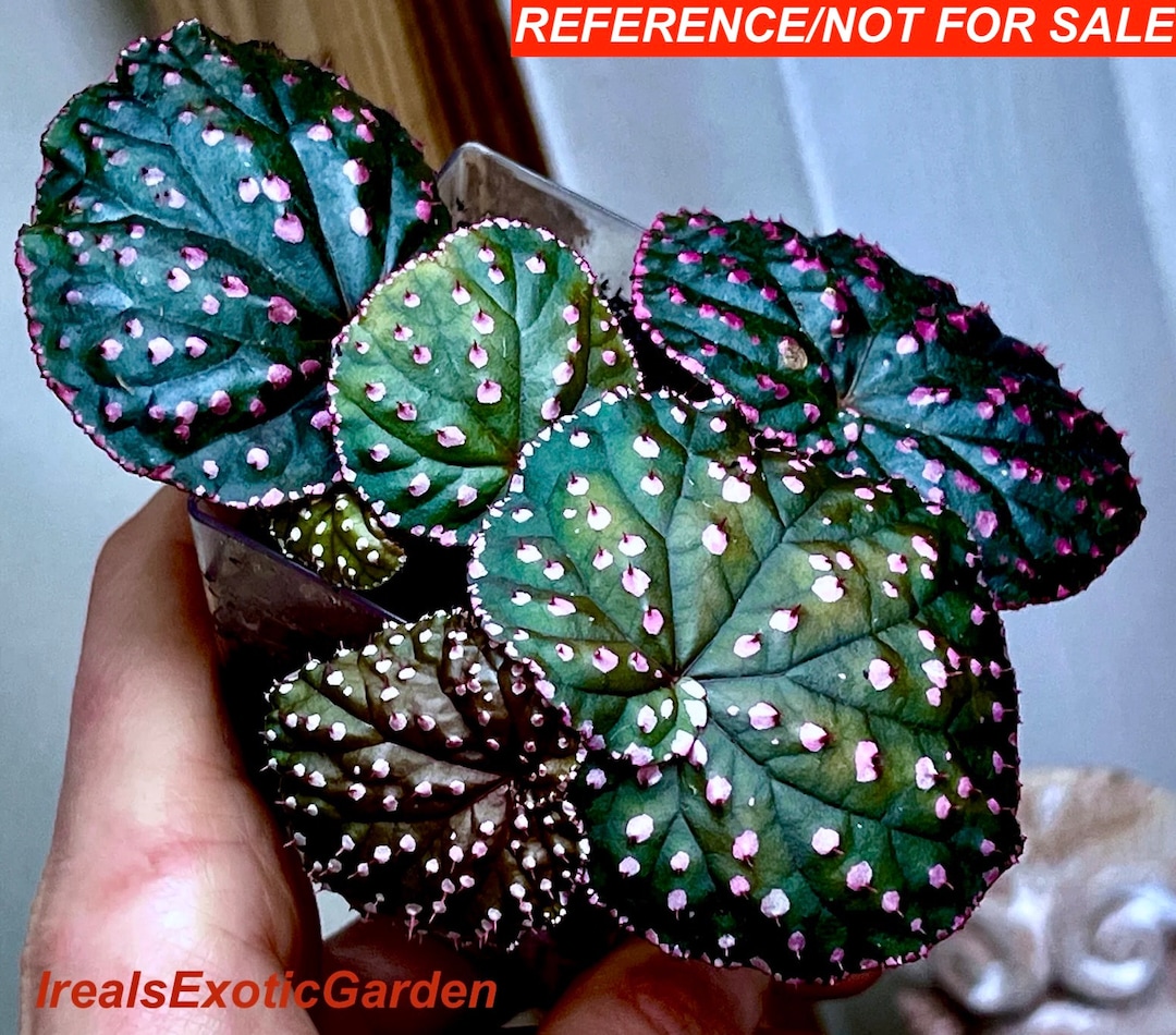 Begonia Ocellata, Terrarium Culture, VERY RARE 1 - Etsy