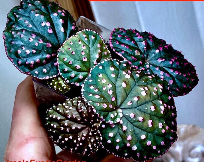 Begonia Ocellata, Terrarium Culture, RARE #1 - Etsy