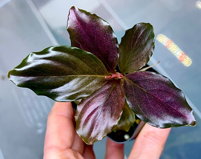 Rhodospatha Sp. “red Metallic”, Terrarium Culture, VERY RARE! #1a - Etsy