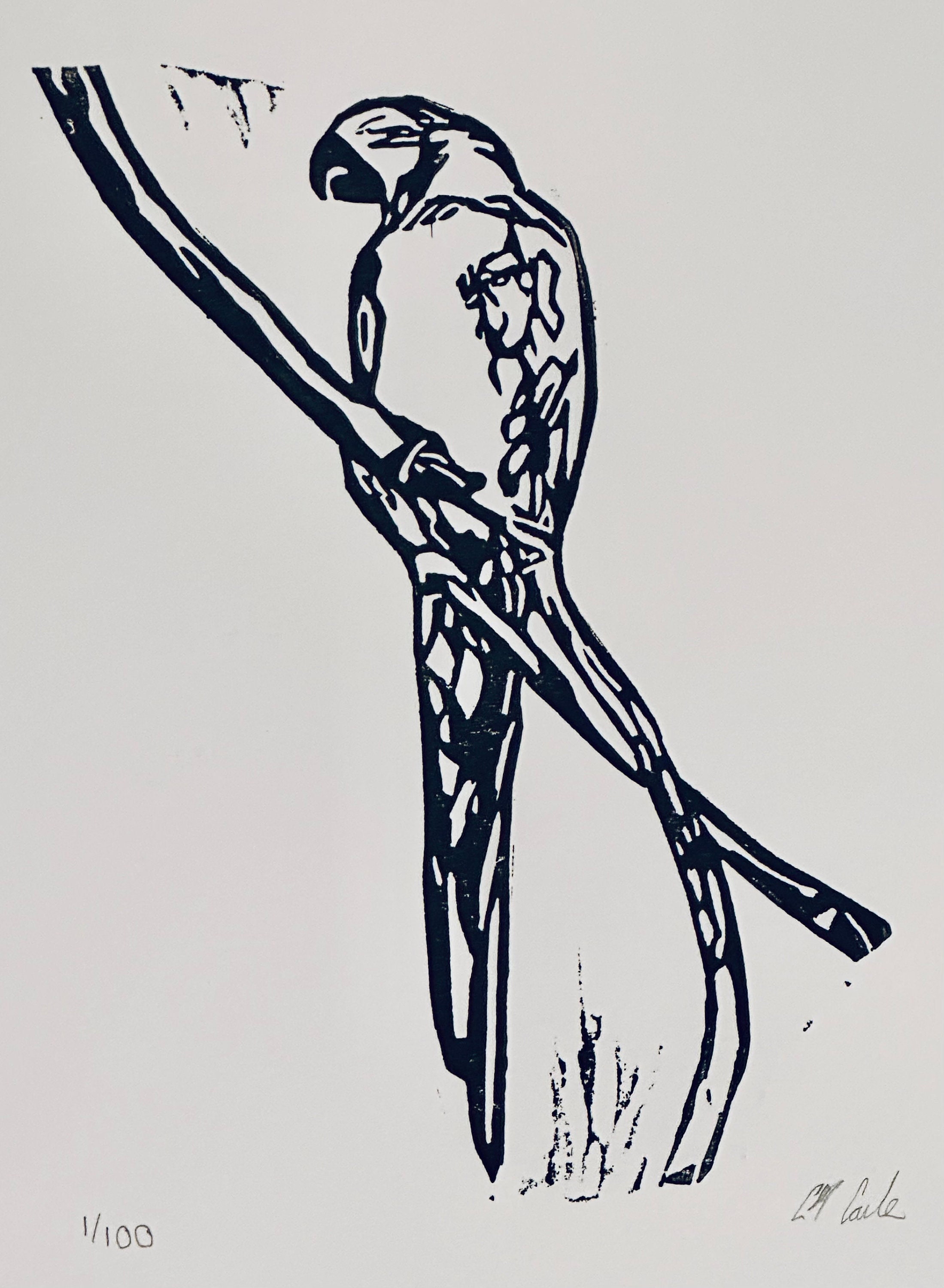 Macaw Linoleum Block Print - Etsy