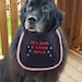 Newfoundlander Drool Bibs, Dog Slobber Bib, Dog Bibs for Drool, Dog Bib ...