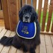 Big Dog Bibs Dog Bib Newfoundlander Drool Bibs Dog Slobber - Etsy