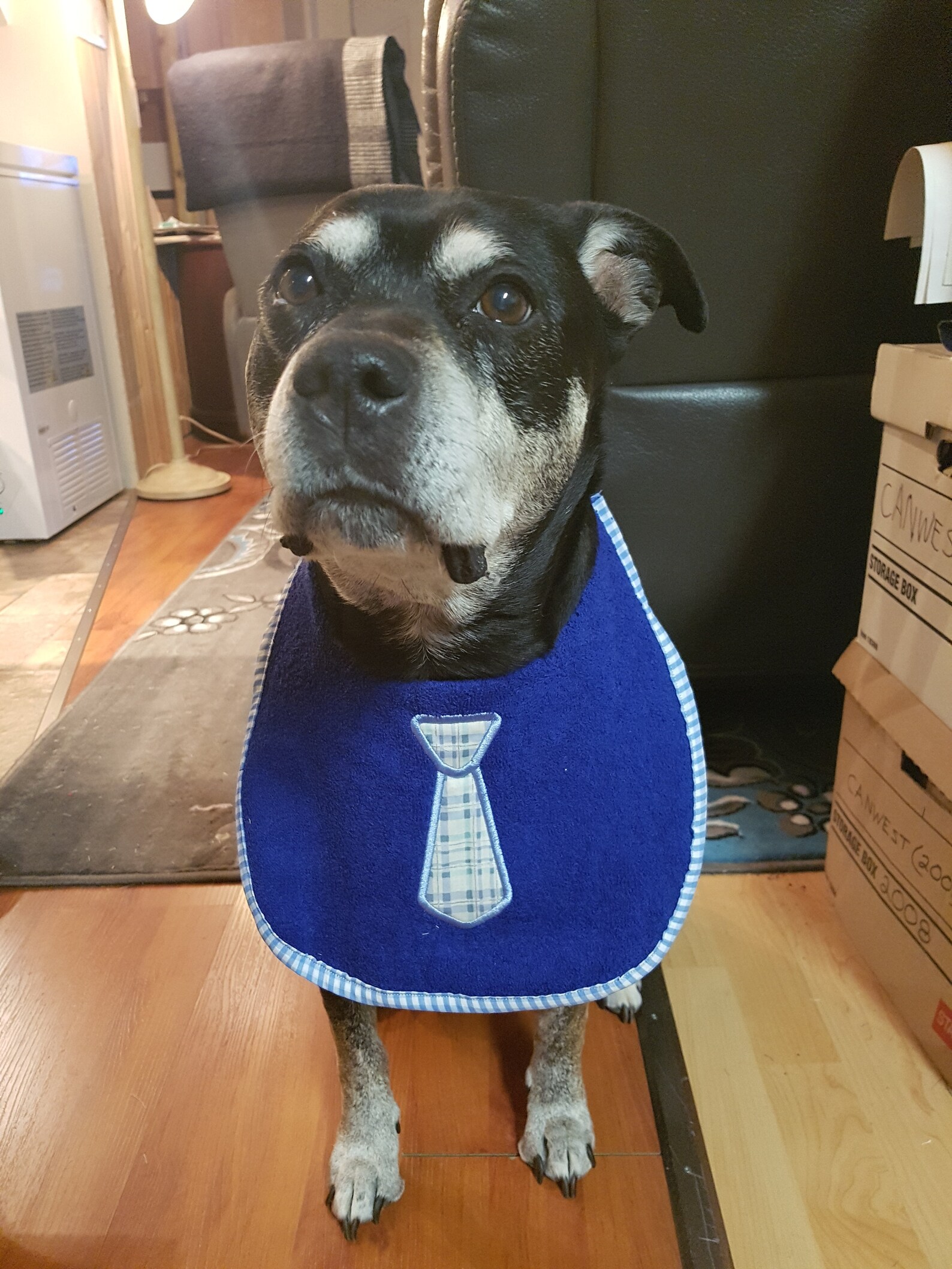 Dog Bib Newfie Drool Bibs Dog Slobber Bib Big Dog Bibs Dog - Etsy 日本