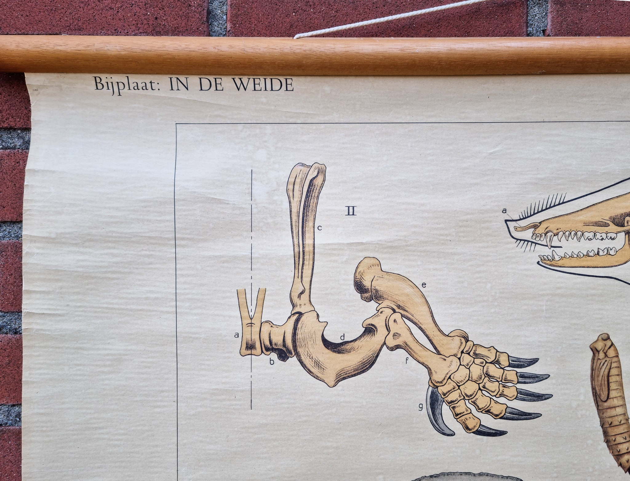 Vintage Dutch Biology School Chart on Rolled up Linnen , Anatomy of a ...