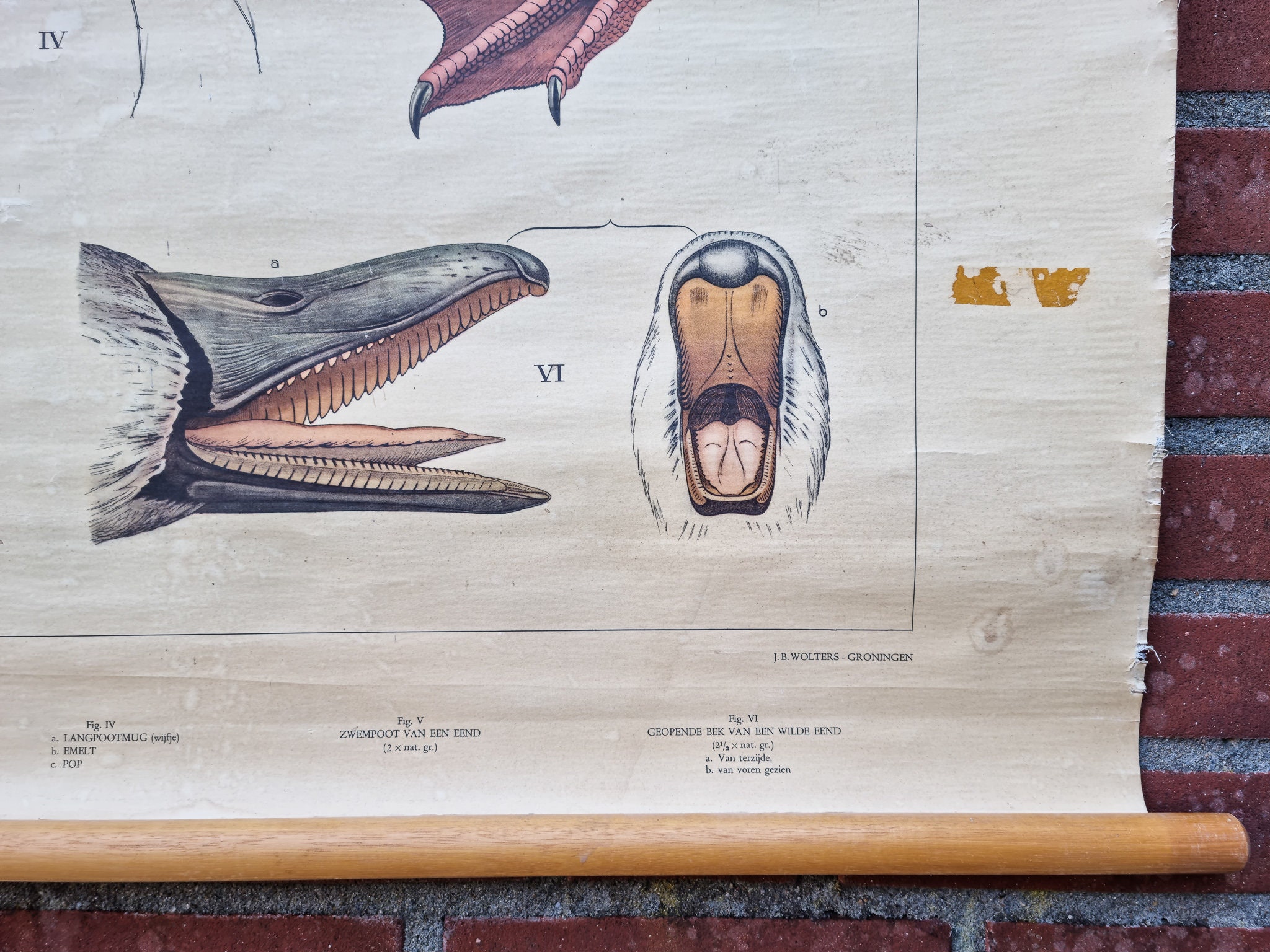 Vintage Dutch Biology School Chart on Rolled up Linnen , Anatomy of a ...
