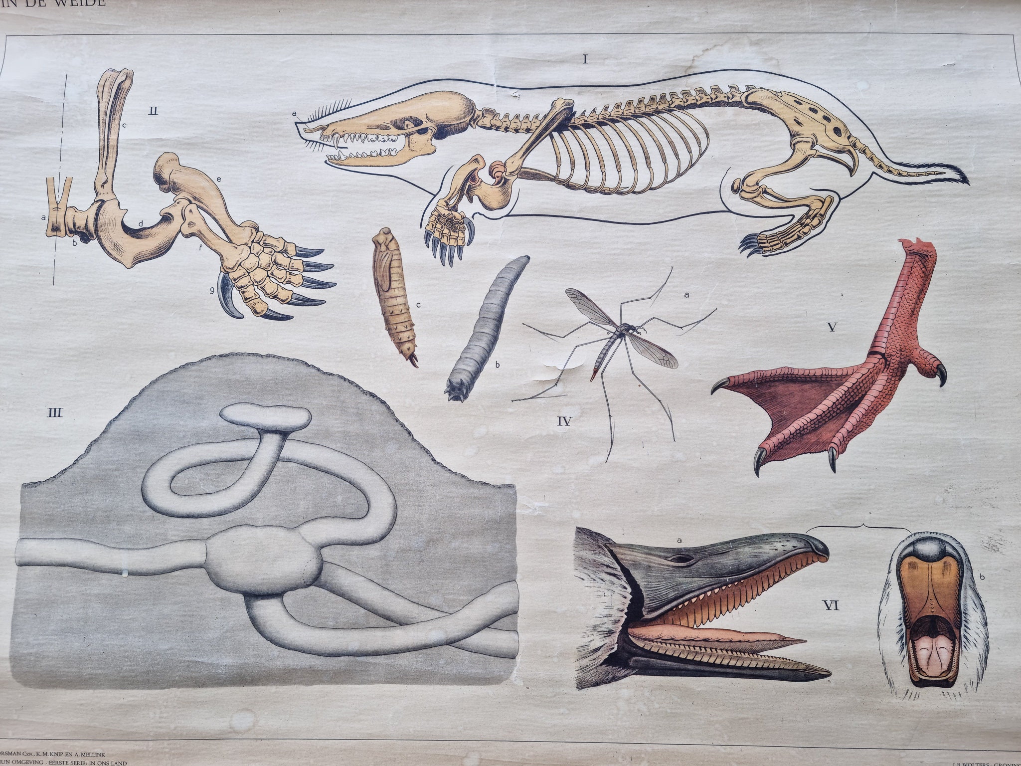 Vintage Dutch Biology School Chart on Rolled up Linnen , Anatomy of a ...